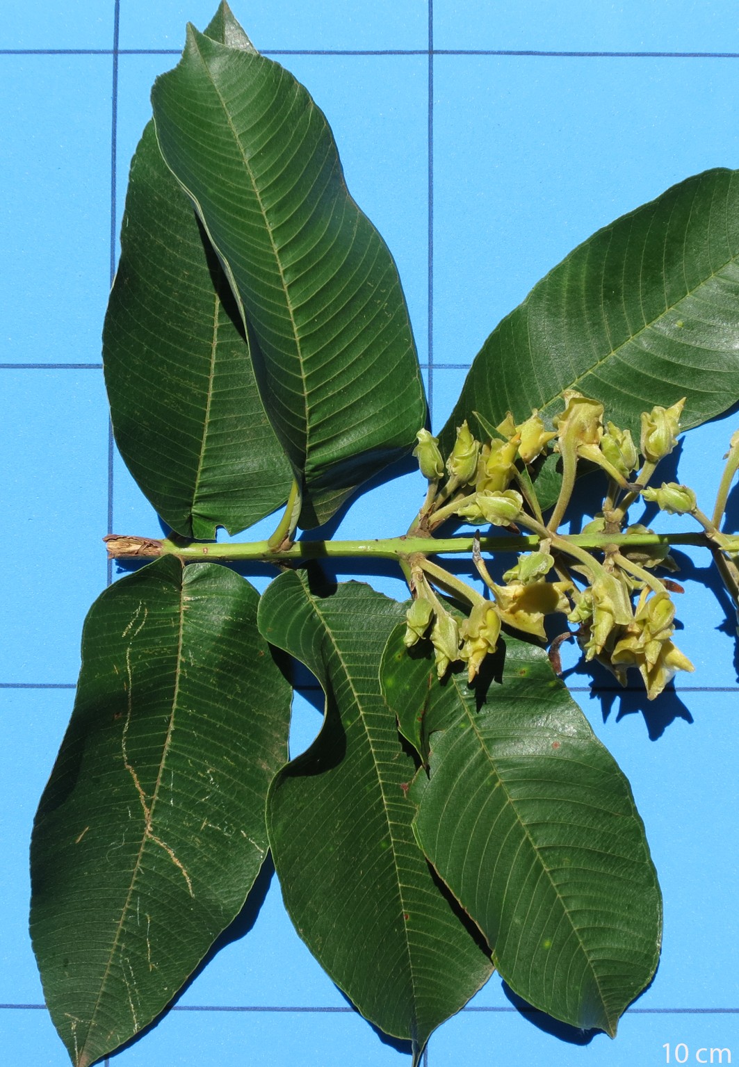 Qualea grandiflora – Curso de Dendrologia