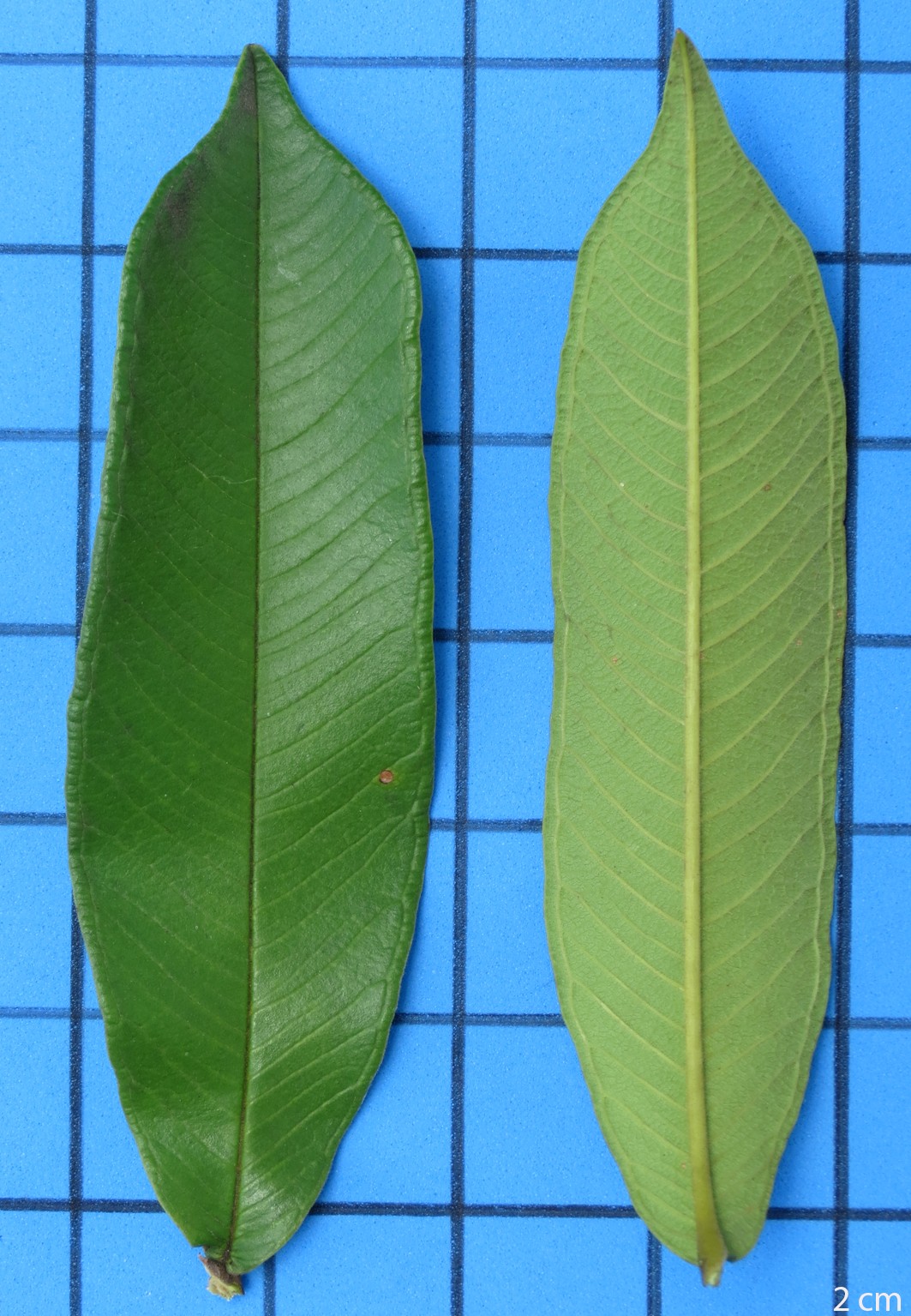 Qualea multiflora var. pubescens – Curso de Dendrologia