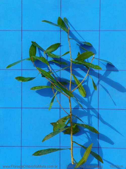 Daphnopsis racemosa – Curso de Dendrologia